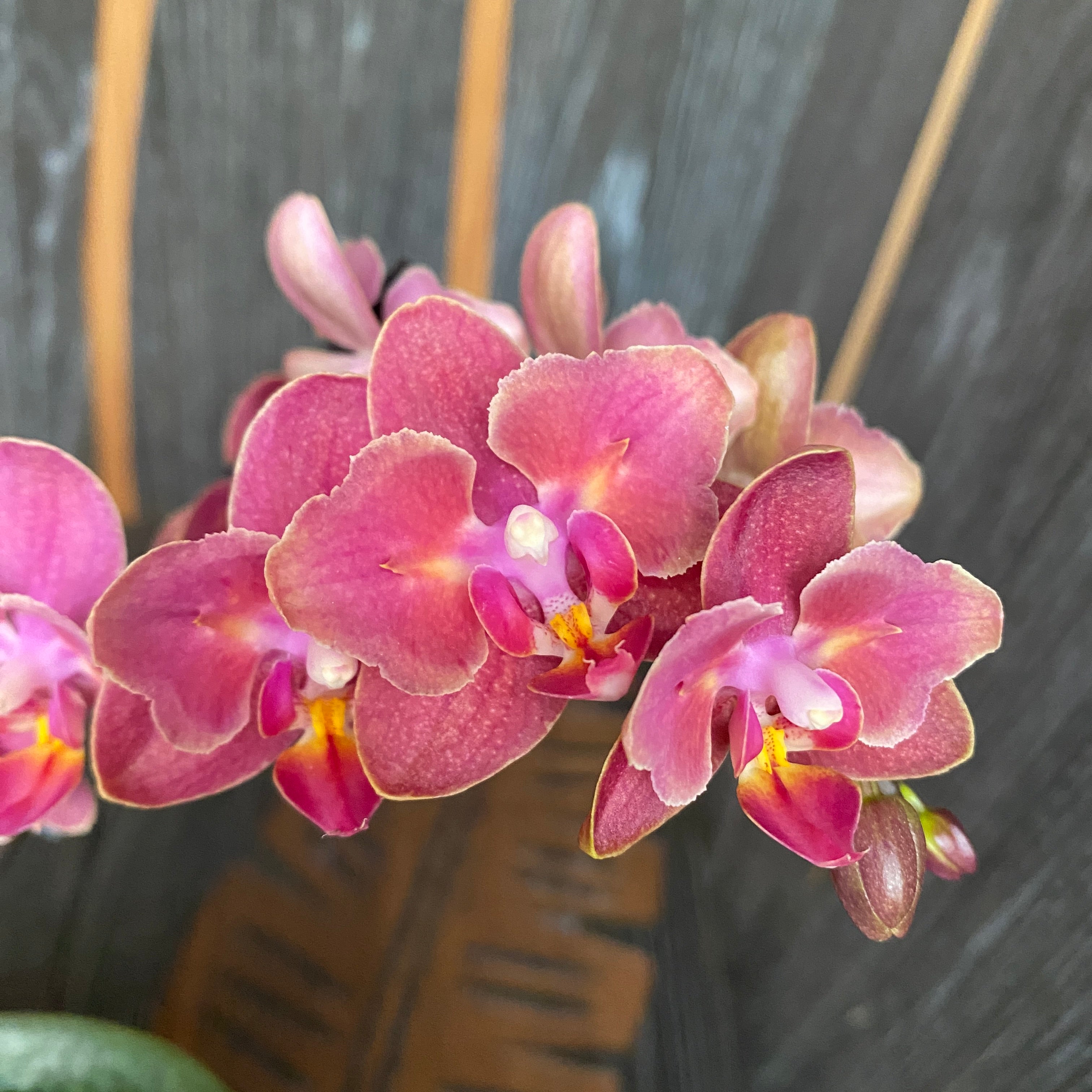 Phalaenopsis Diffusion * scented peloric flowers SG01 – Floraria Secret ...