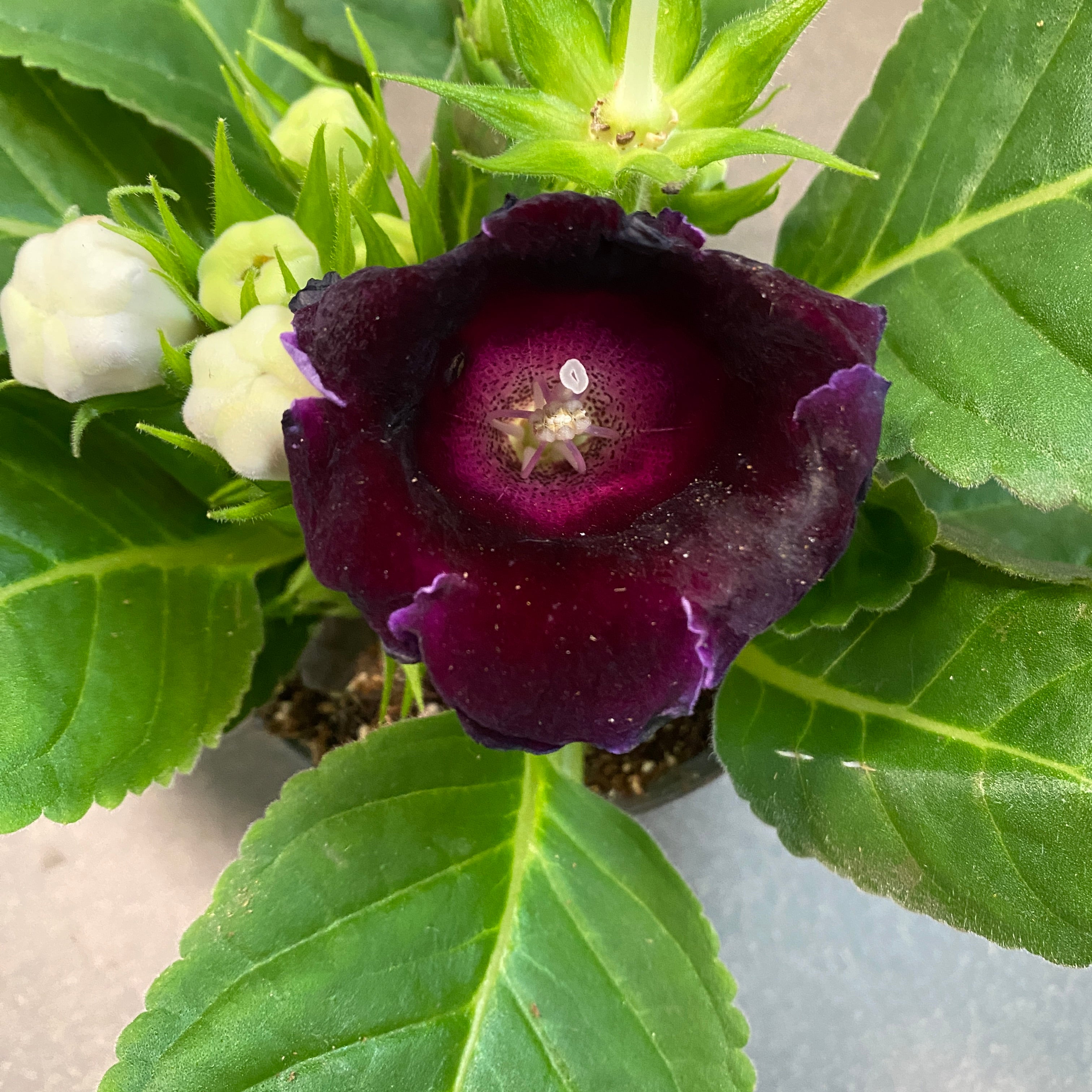 Sinningia Brocade Avanti Blue - Gloxinia Sonata cu floare simpla mov