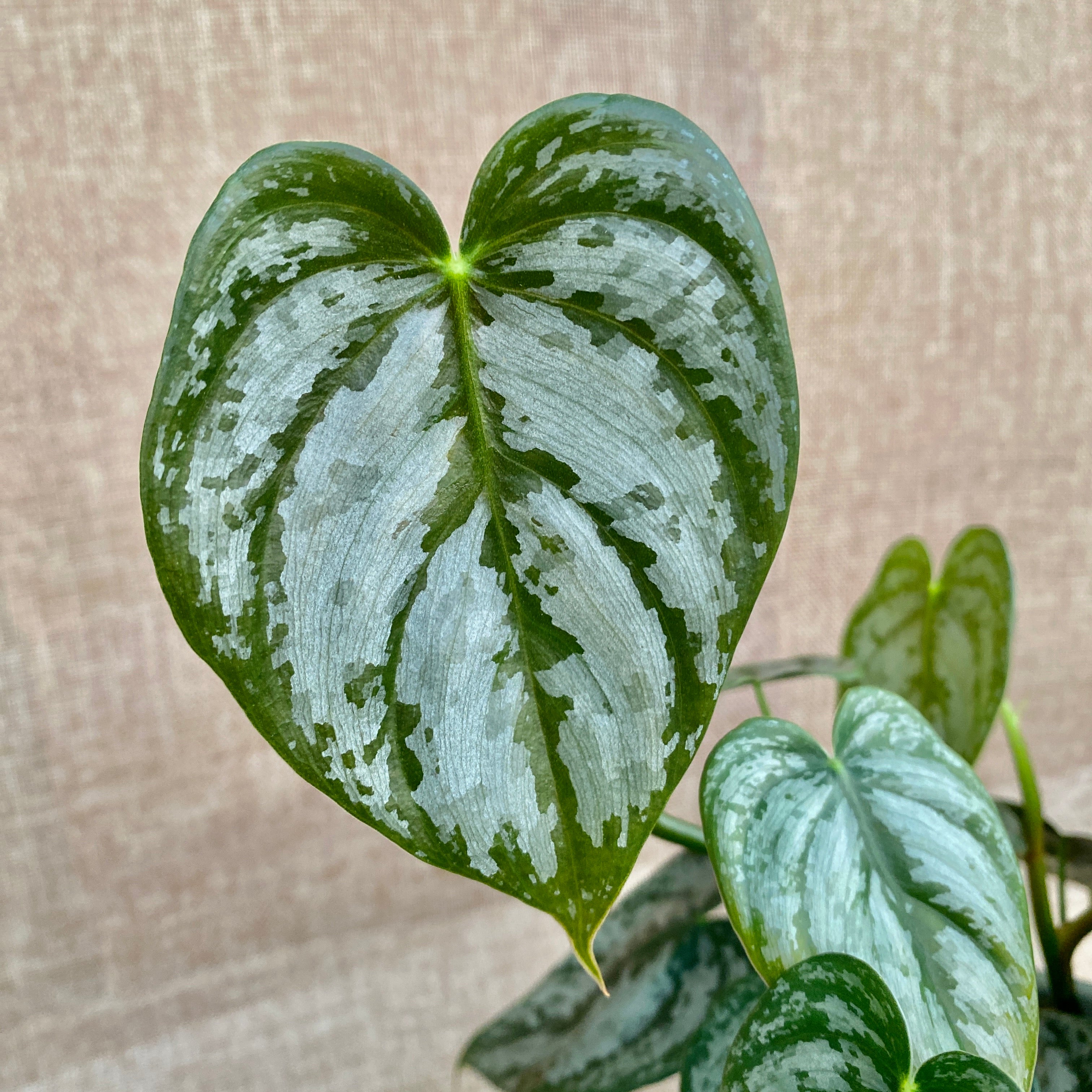 Philodendron brandtianum (Silver Leaf Philodendron) full pots ...