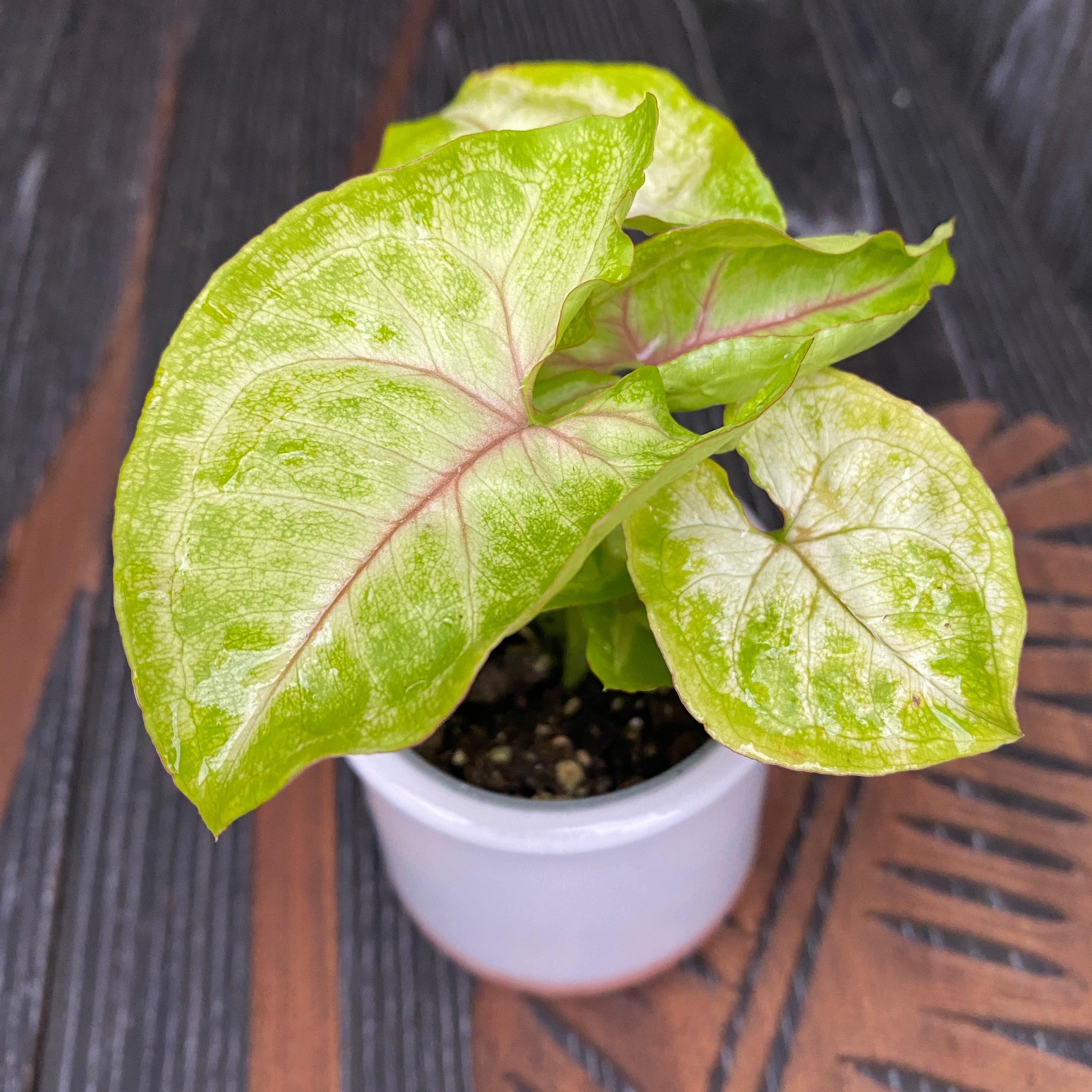 Syngonium Mango Allusion – Floraria Secret Garden (SG)
