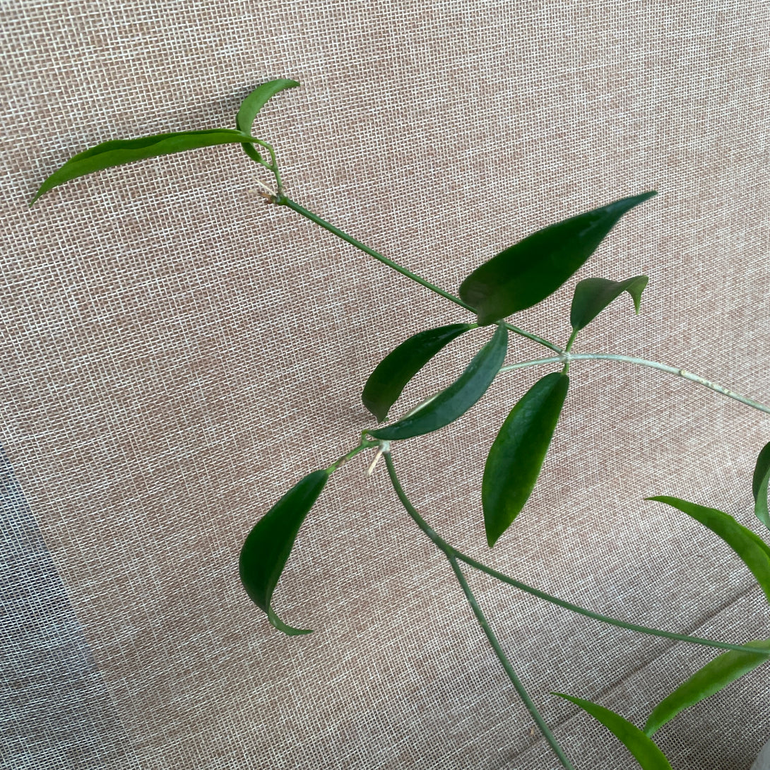 Hoya filiformis (Hoya chlorantha var. tutuilensis) – Floraria Secret ...