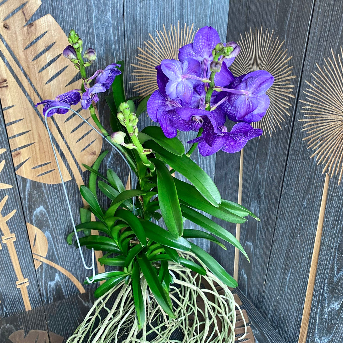 Vanda Tweed Blue XXL 4p (Ansu) - TWEED13 – Floraria Secret Garden (SG)