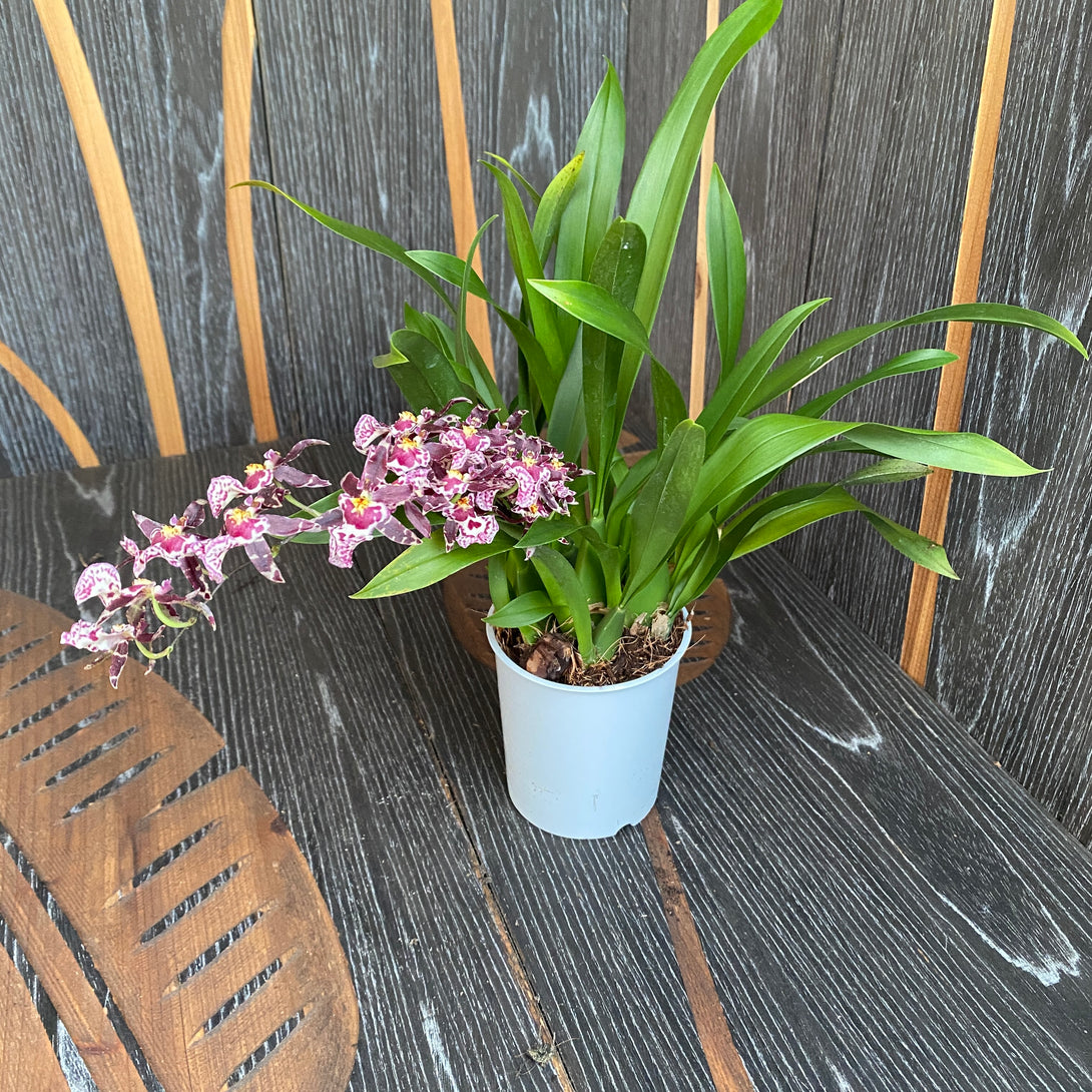 Oncidium (Cyrtocidium) Holm’s Wizard White – Floraria Secret Garden (SG)