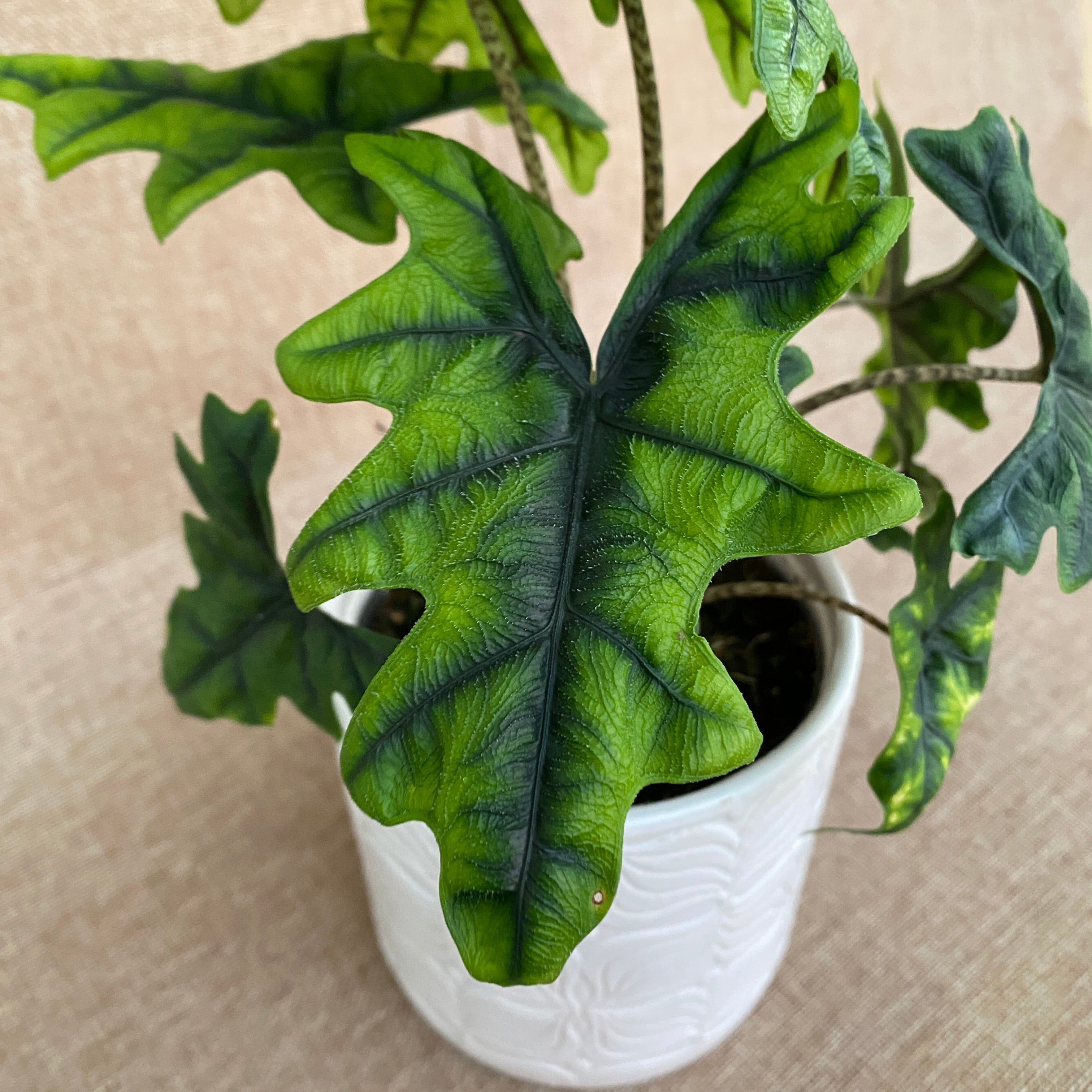 Alocasia 'Jacklyn' (Alocasia Sulawesi, Alocasia Tandurusa) – Floraria ...