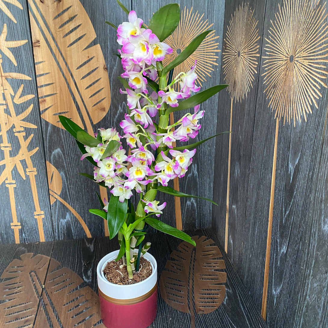 Dendrobium 'Bright Eye' – Floraria Secret Garden (SG)