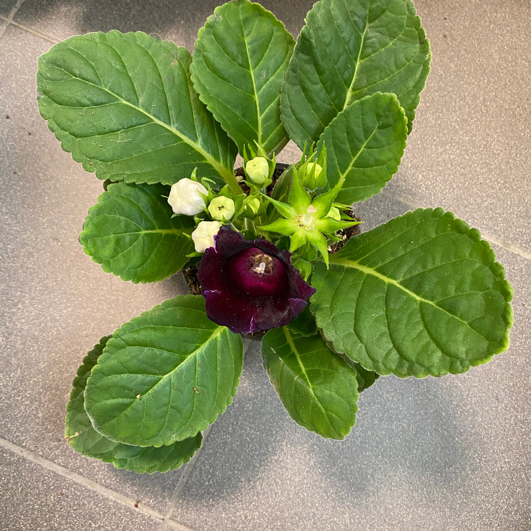 Sinningia Brocade Avanti Blue - Gloxinia Sonata cu floare simpla mov