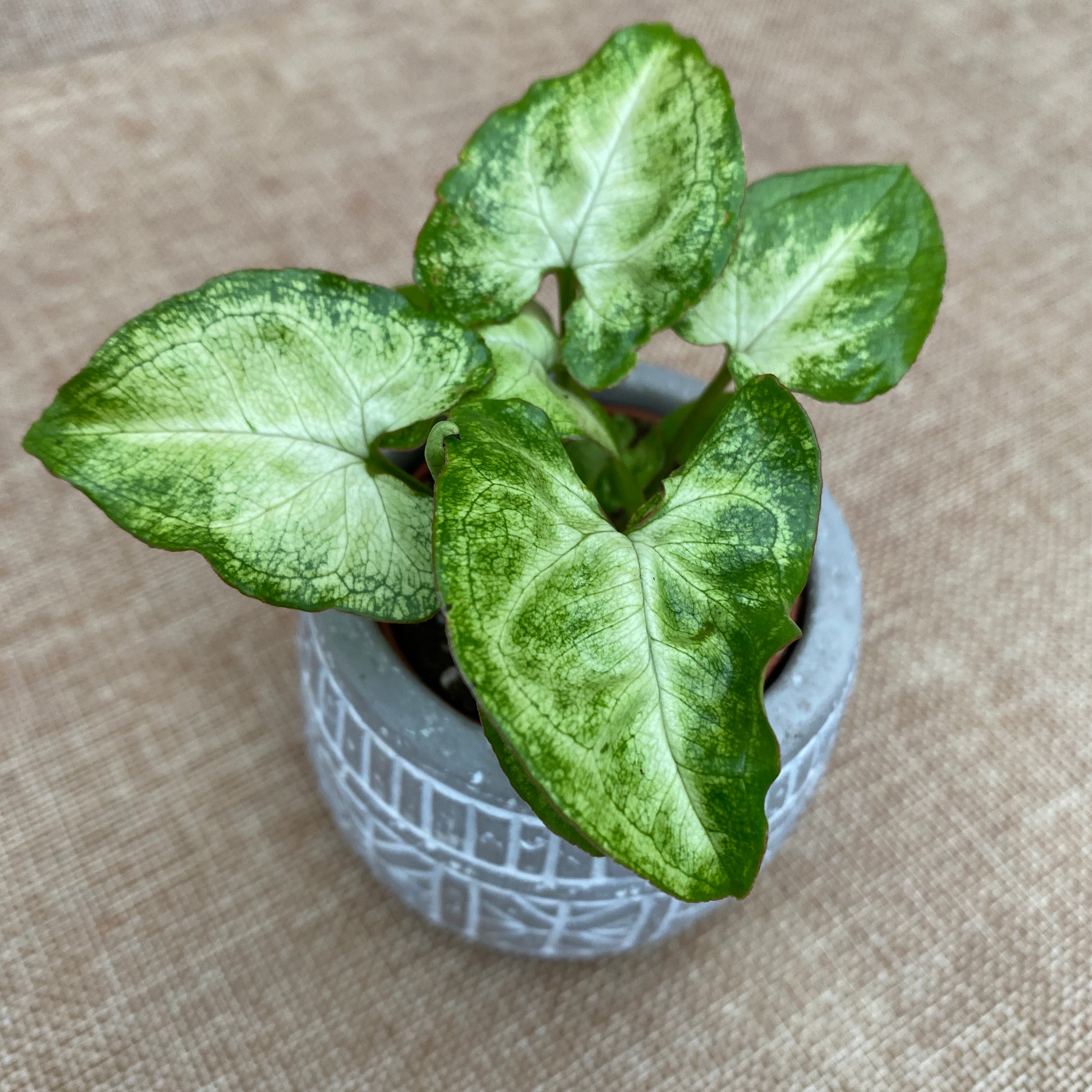 Syngonium 'Pixie' (babyplant) – Floraria Secret Garden (SG)