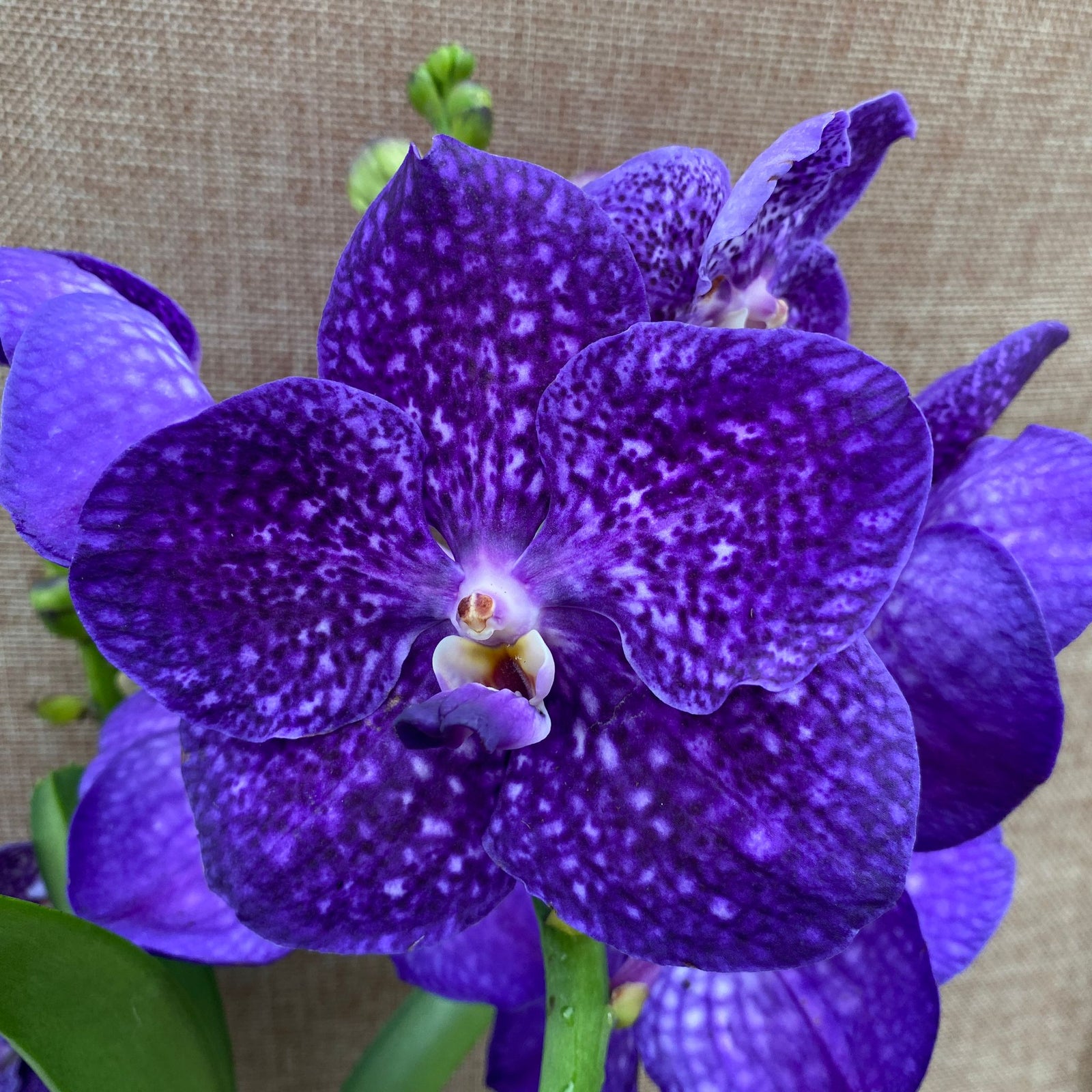 Vanda Tweed Blue XXL 4p (Ansu) - TWEED13 – Secret Garden Plant Shop