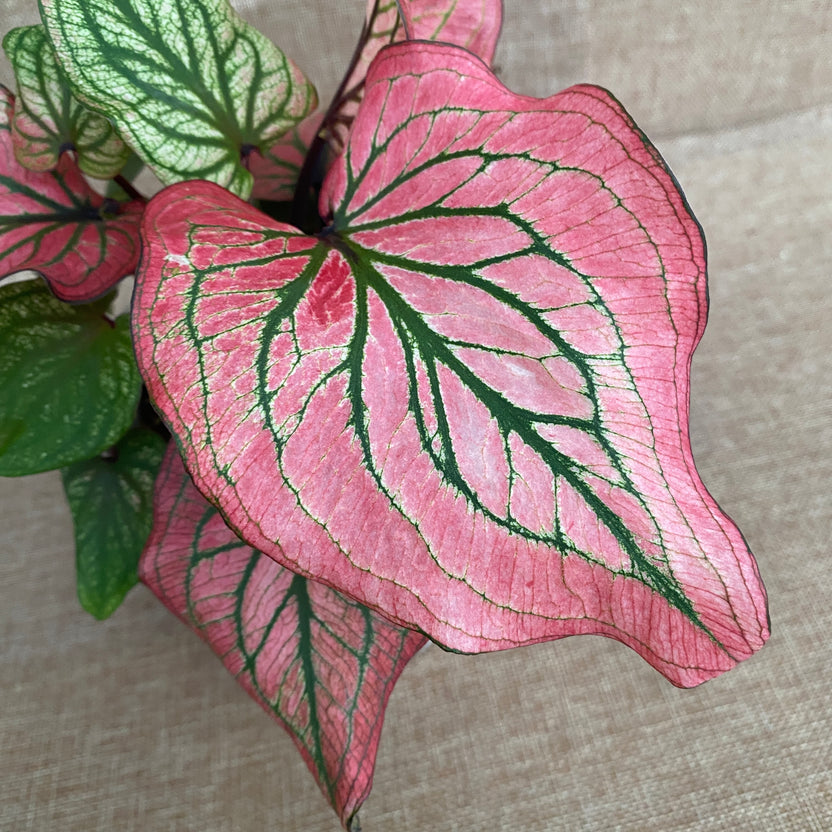 Caladium 'Lucia White' – Secret Garden Plant Shop