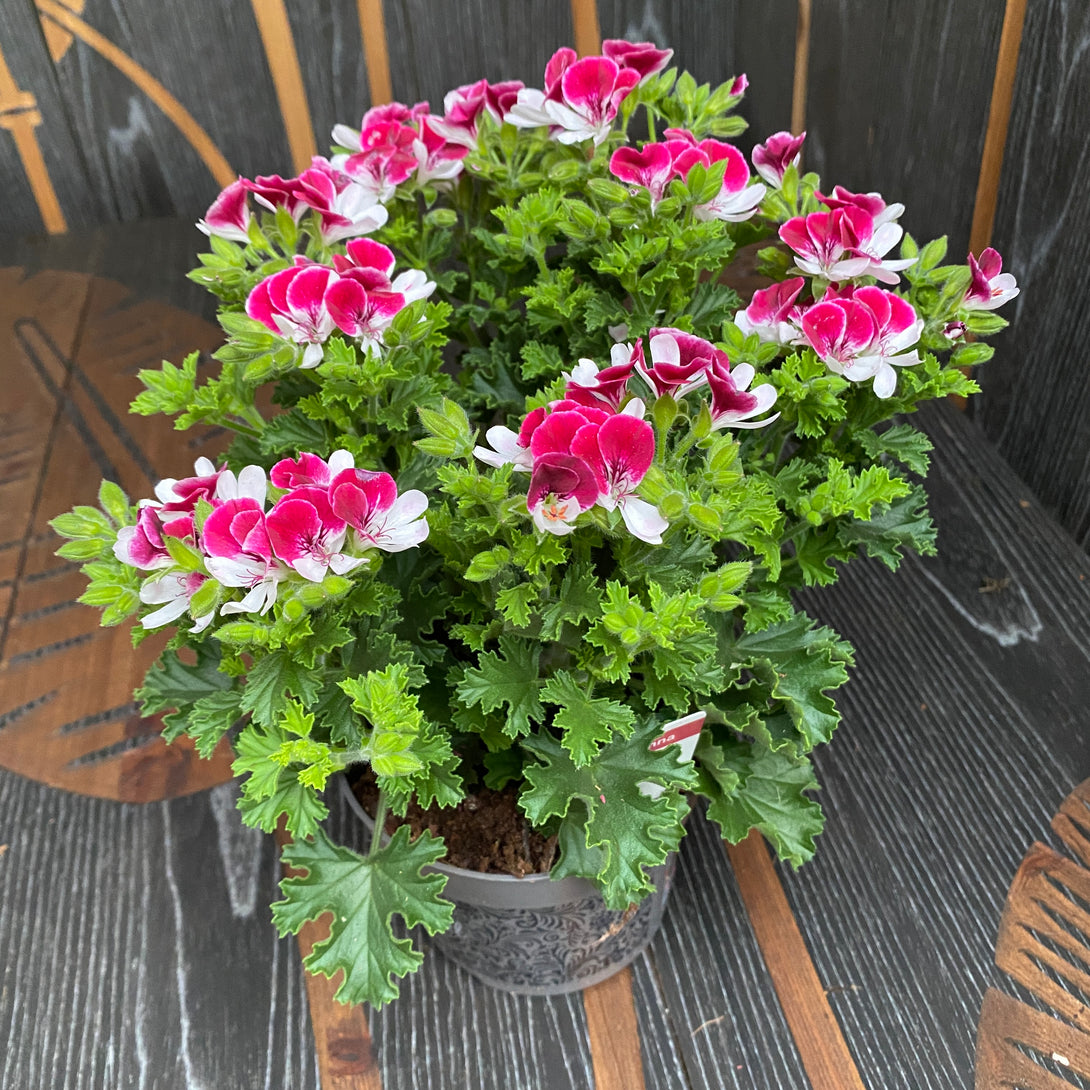 Muscate antitantari - Pelargoniums Angel Parfume 'Senna' – Floraria ...