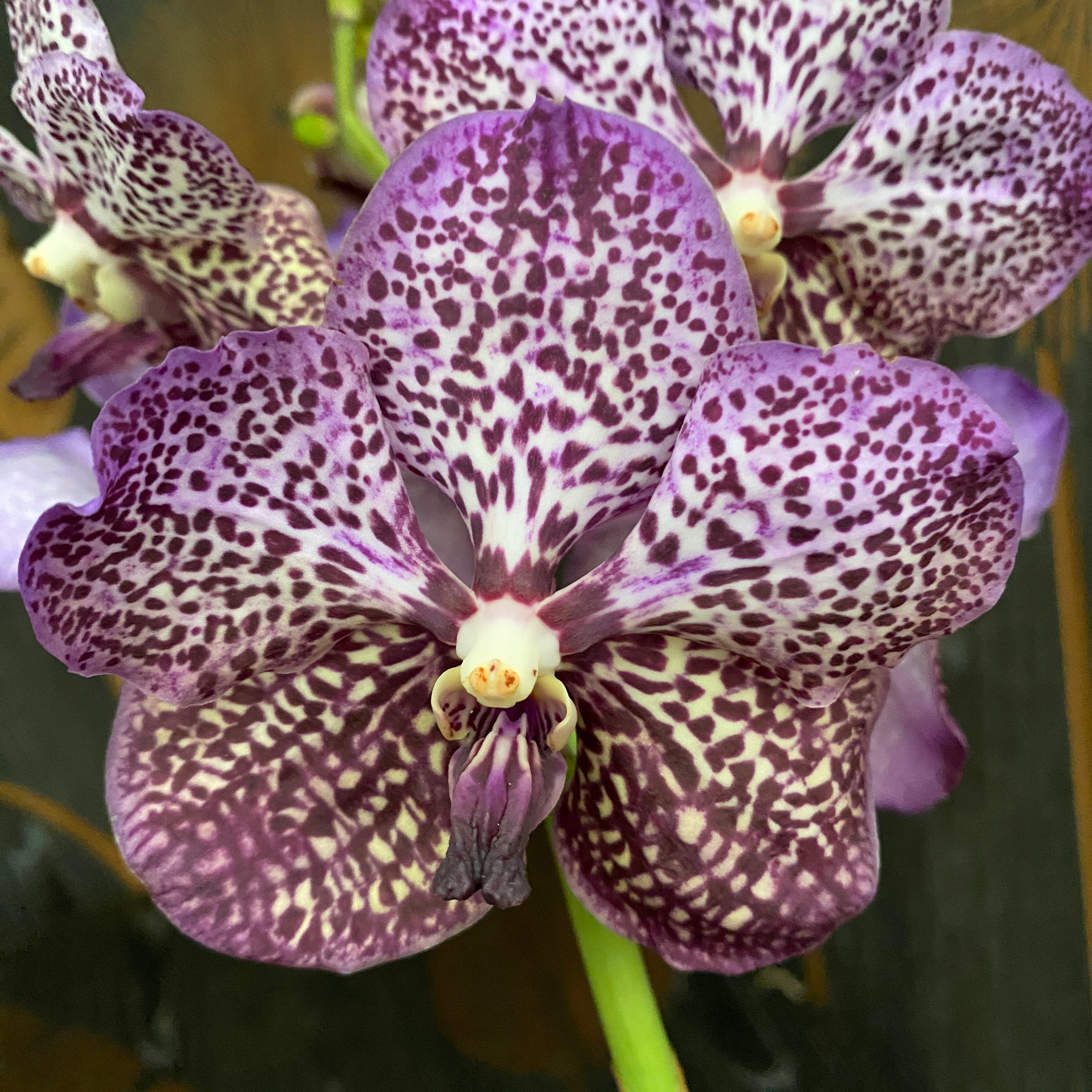 Vanda Sunanda Jeff Leatham – Floraria Secret Garden (SG)