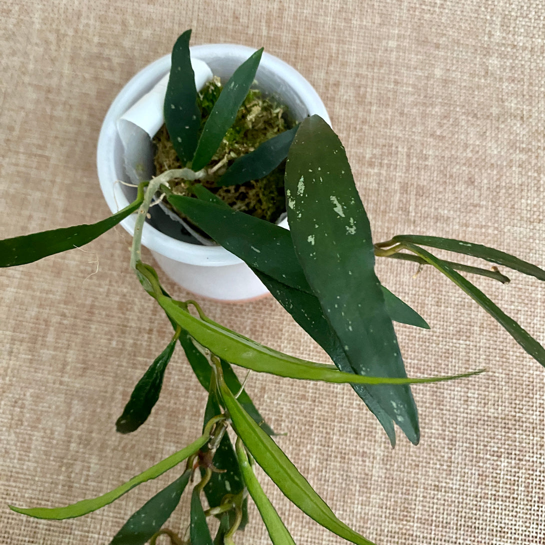 Hoya mirabilis – Floraria Secret Garden (SG)