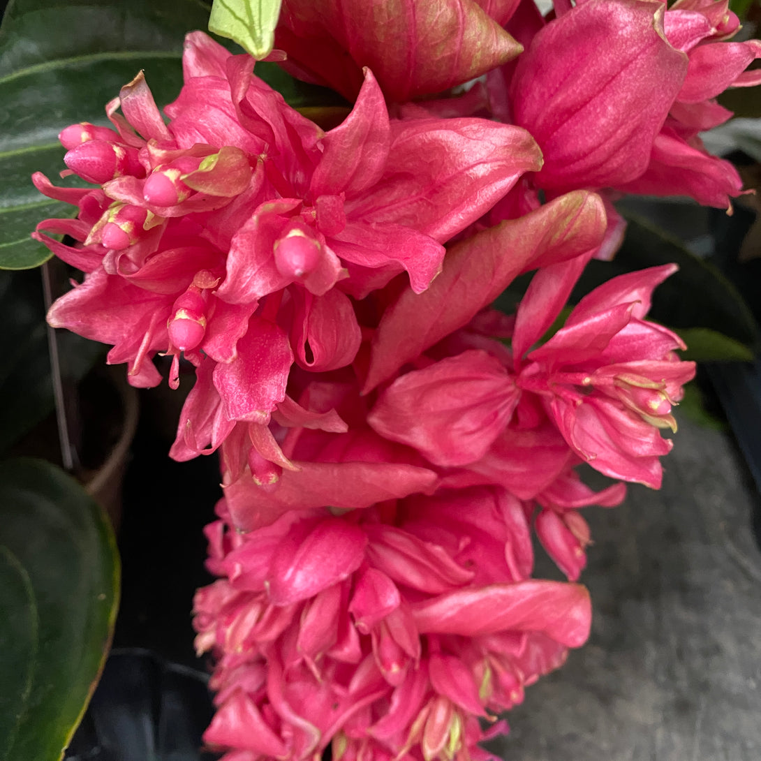 Medinilla Dolce Vita - Flower of the King, unbeatable price, with ...