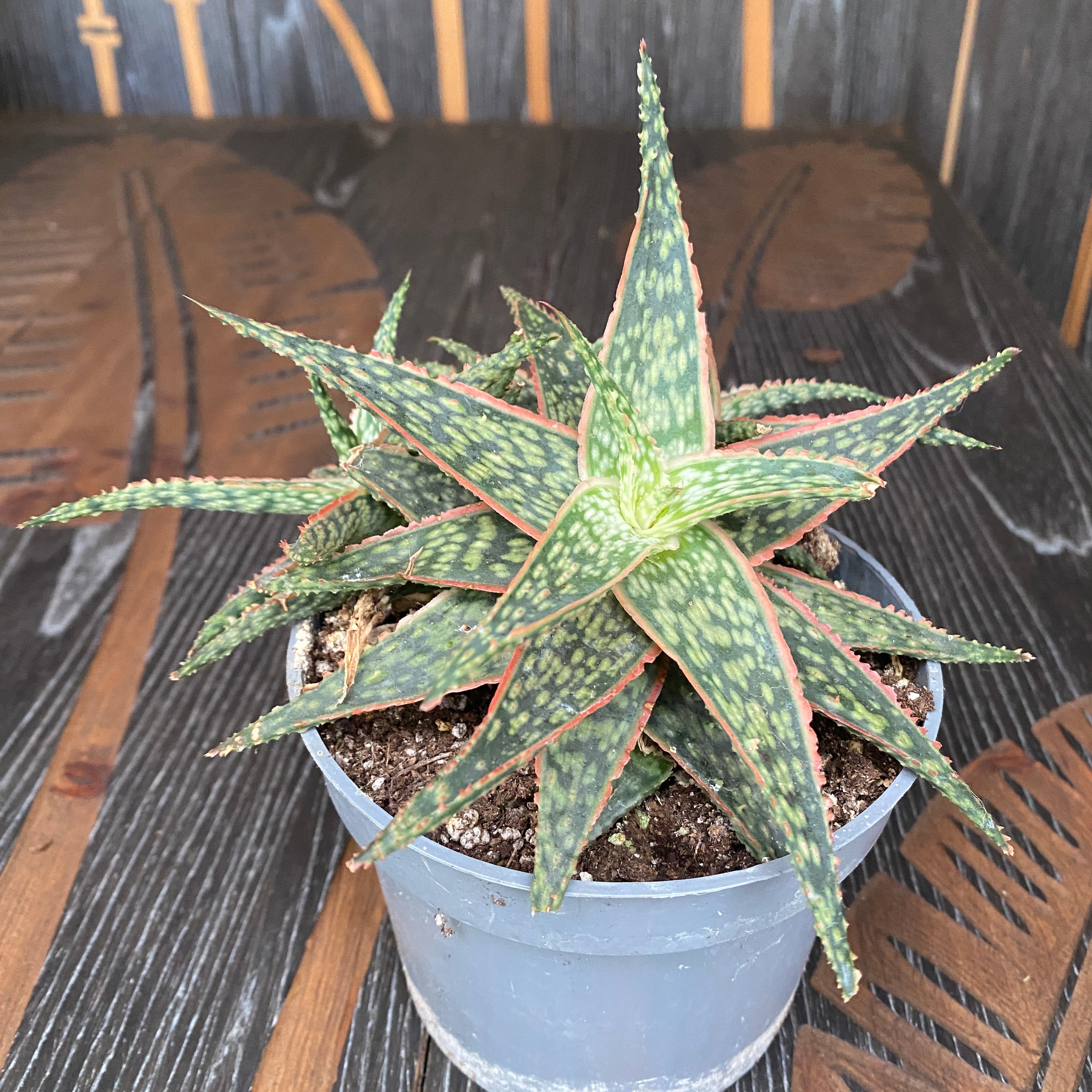 Aloe 'Red Shade' – Secret Garden Plant Shop