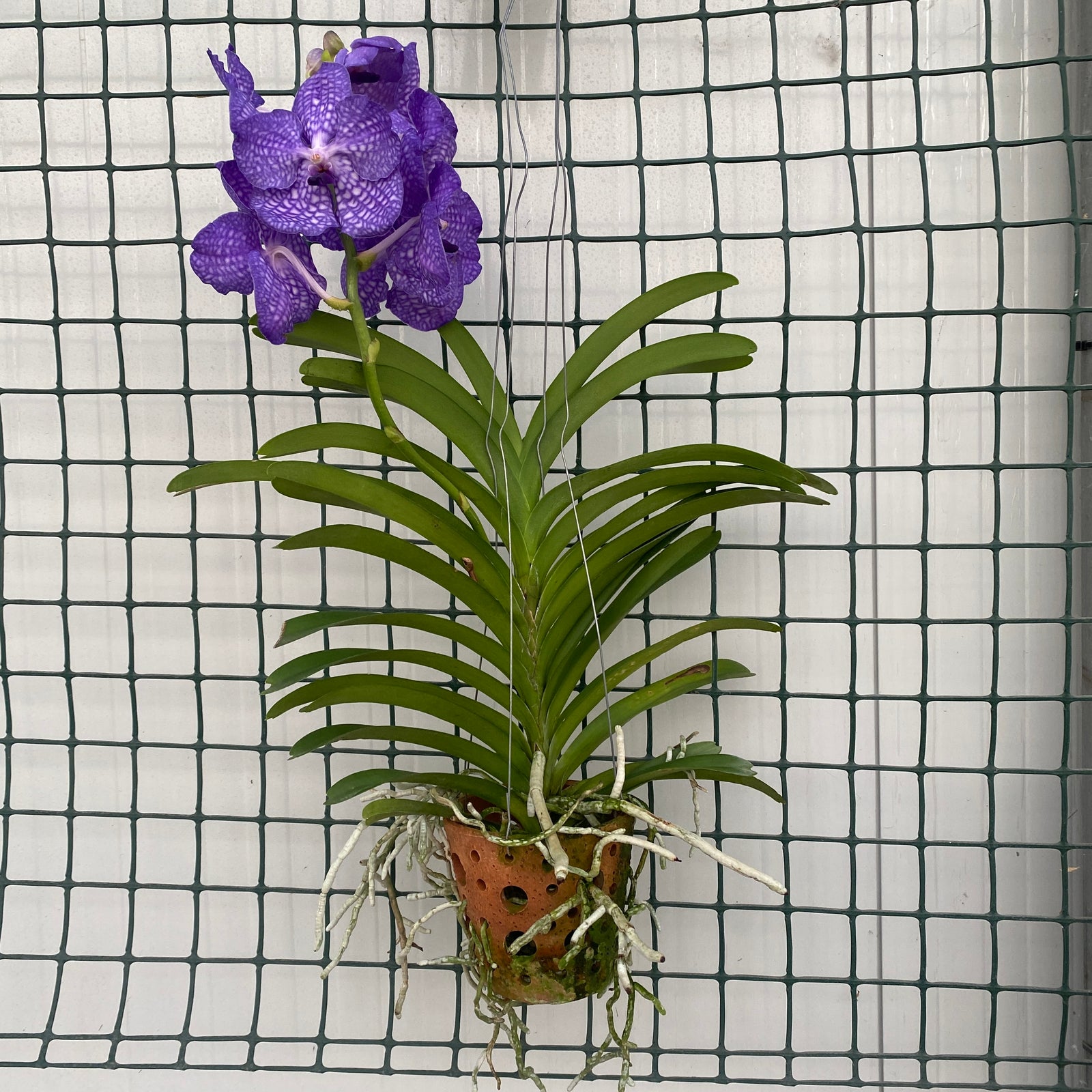 Vanda Blue Magic (Ansu) – Secret Garden Plant Shop