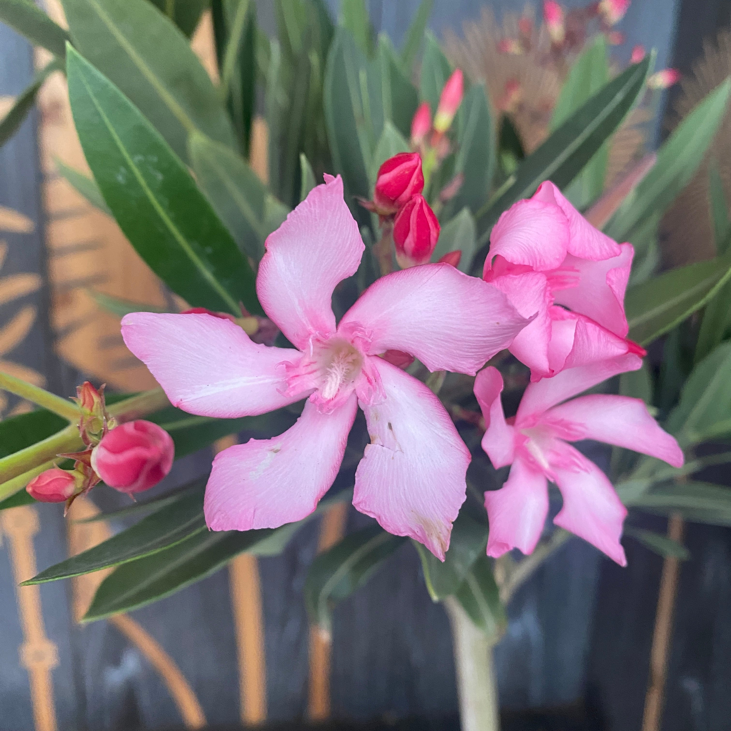 Leandru roz pe picior (Nerium Olander) – Floraria Secret Garden (SG)