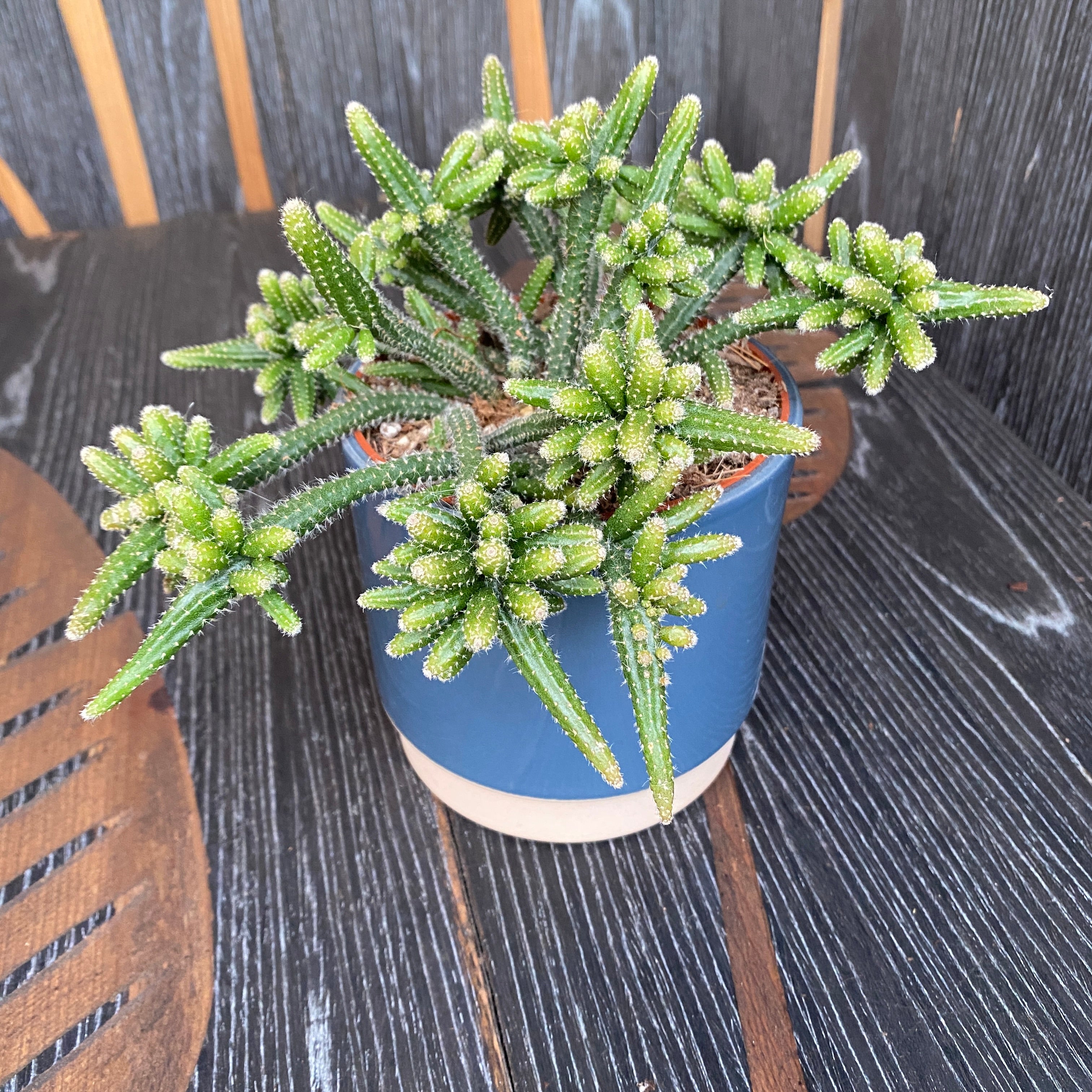 Rhipsalis baccifera subsp. schrecklich