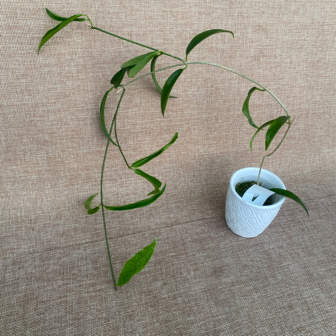 Hoya filiformis (Hoya chlorantha var. tutuilensis) – Floraria Secret ...