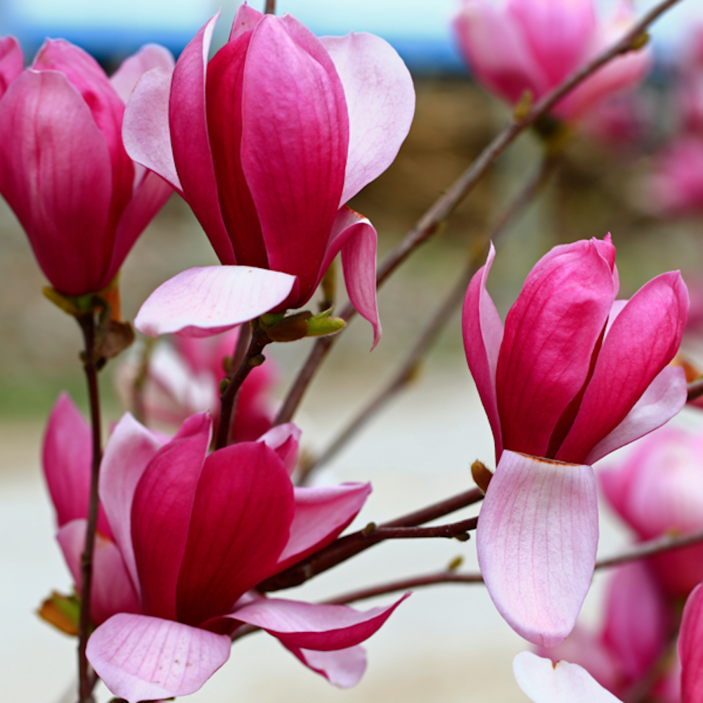 Magnolia 'Fire' – Secret Garden Plant Shop