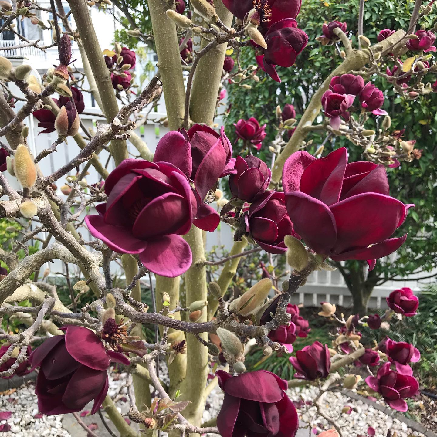 Magnolia 'Genie' - flori incredibile, uriase, parfumate – Secret Garden ...