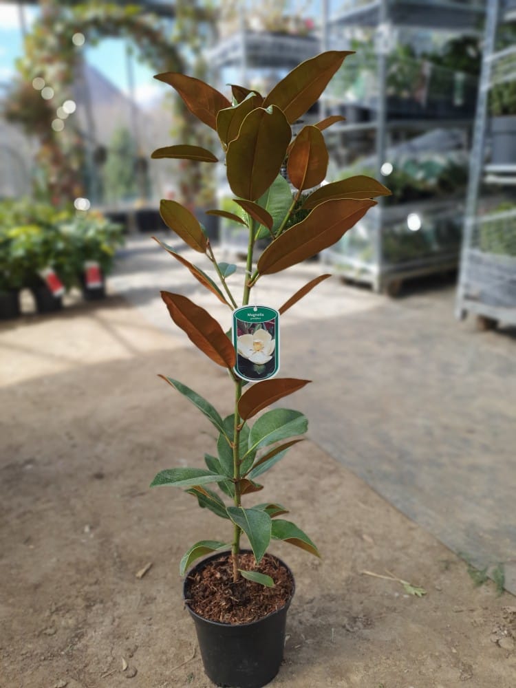 Magnolia grandiflora 'Double Nantais' (Nannetensis) – Floraria Secret ...