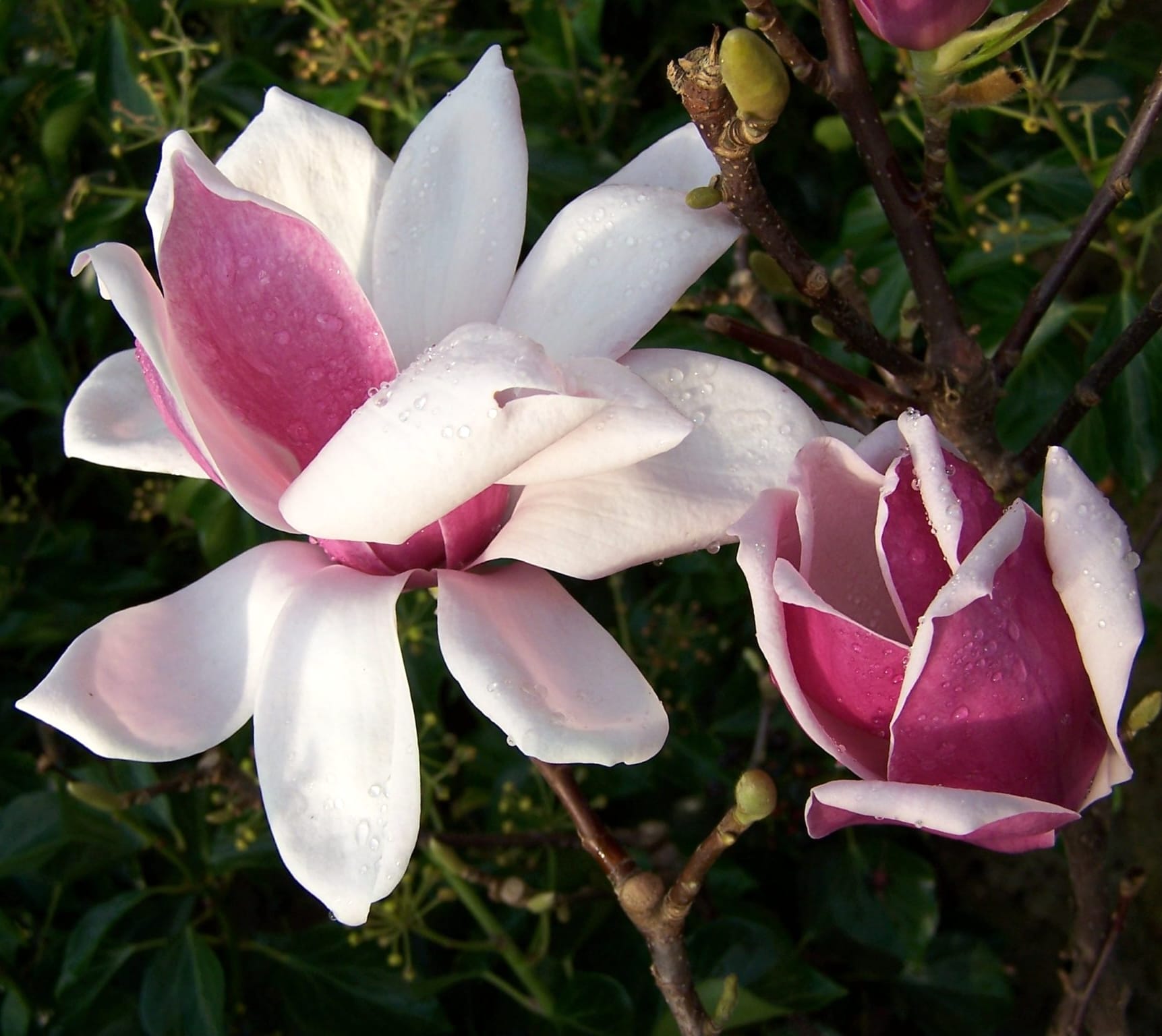 Magnolia 'Satisfaction' – Secret Garden Plant Shop