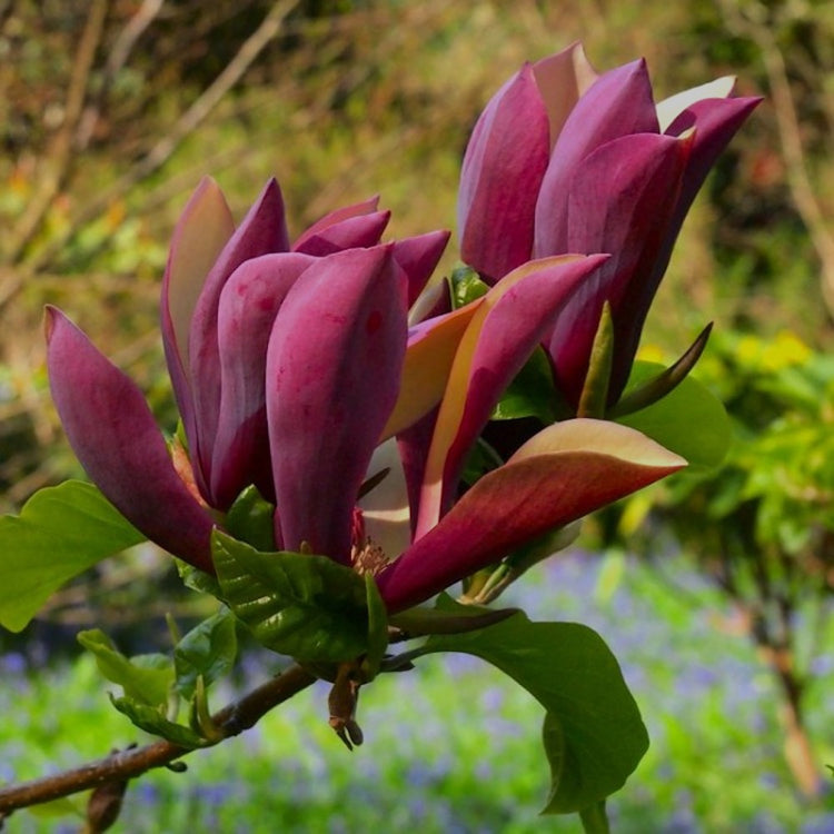 Magnolia 'Black Beauty' - flori unice, parfumate – Floraria Secret Garden (SG)