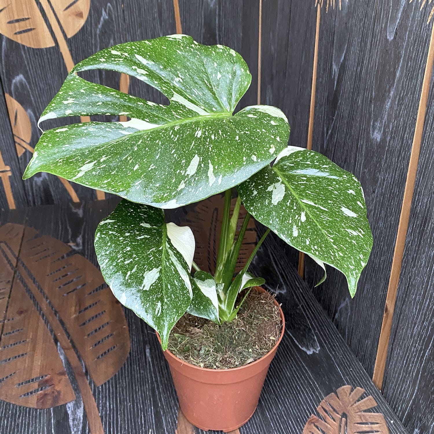 Monstera variegata 'Thai Constellation' (D15) – Floraria Secret Garden (SG)