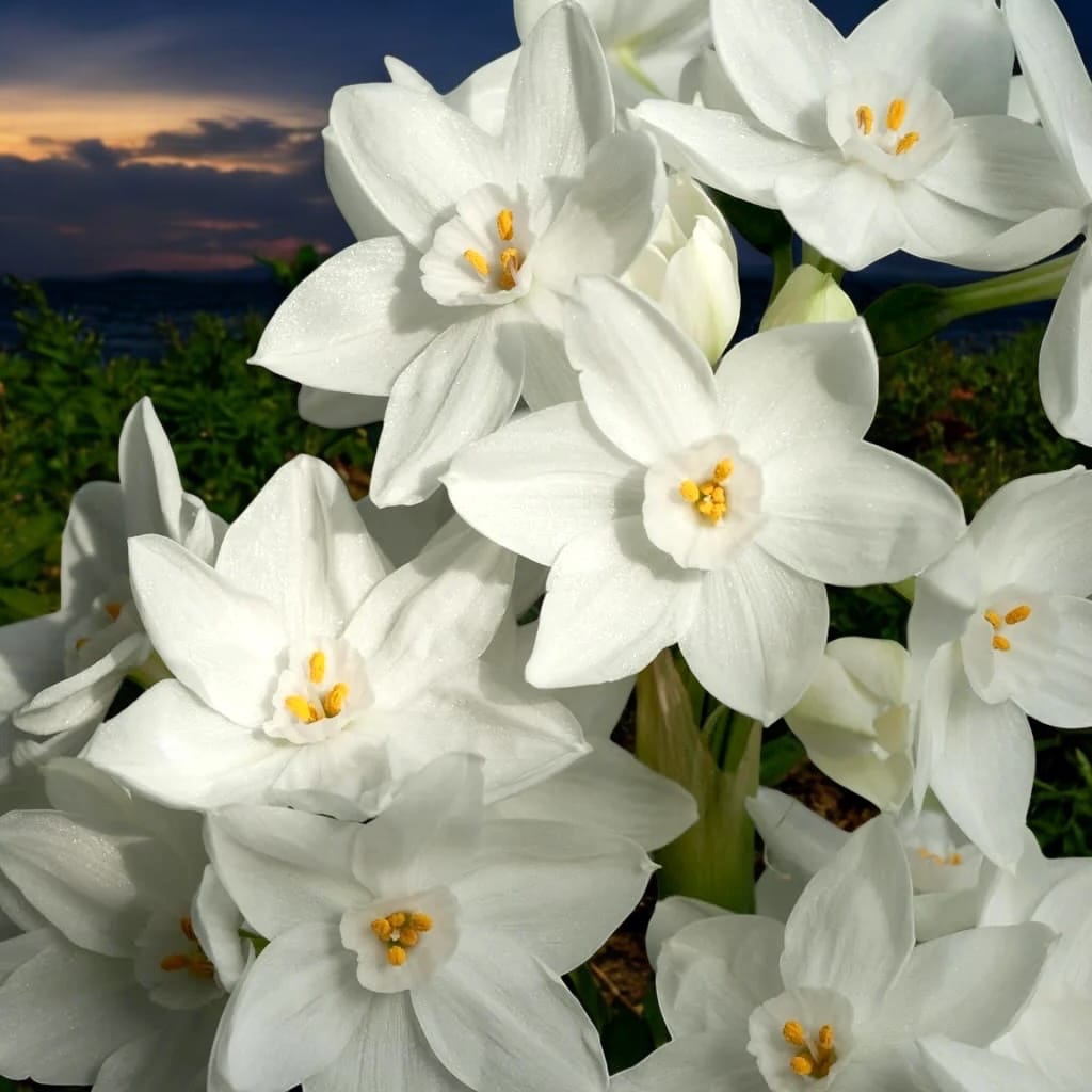 Narcise albe – Secret Garden Plant Shop