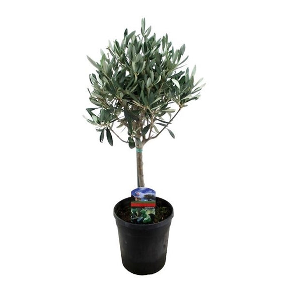 Maslin in ghiveci - Olive tree (Olea Europaea) H60