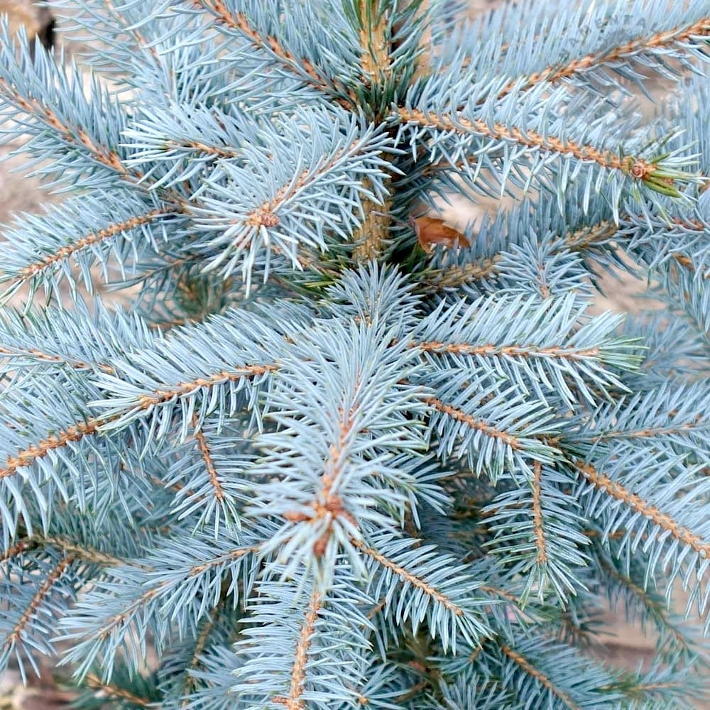 Abeto plateado en maceta - Picea pungens 'Blue Diamond' H180-200 cm ...