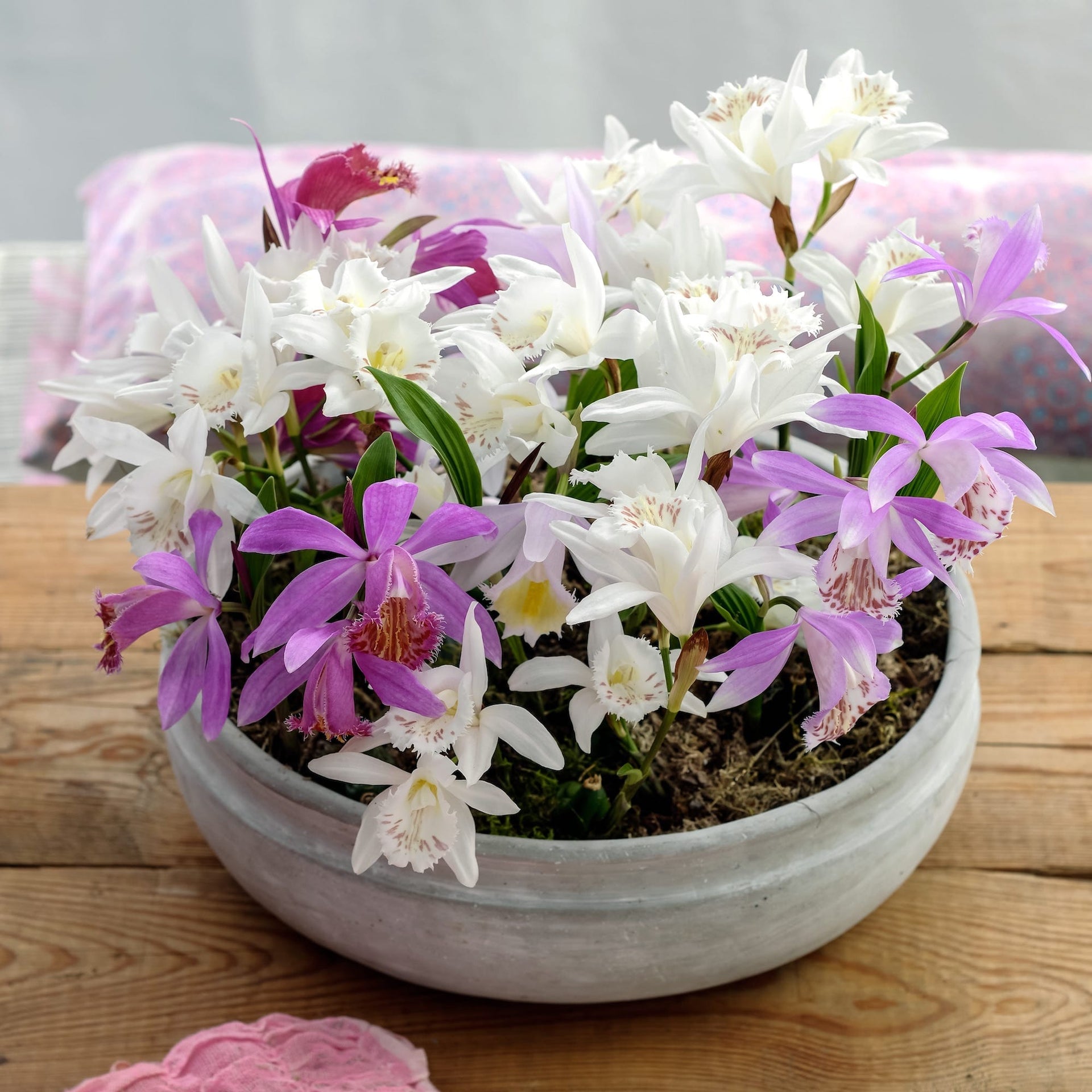 Orhidee de gradina - Pleione mix – Secret Garden Plant Shop