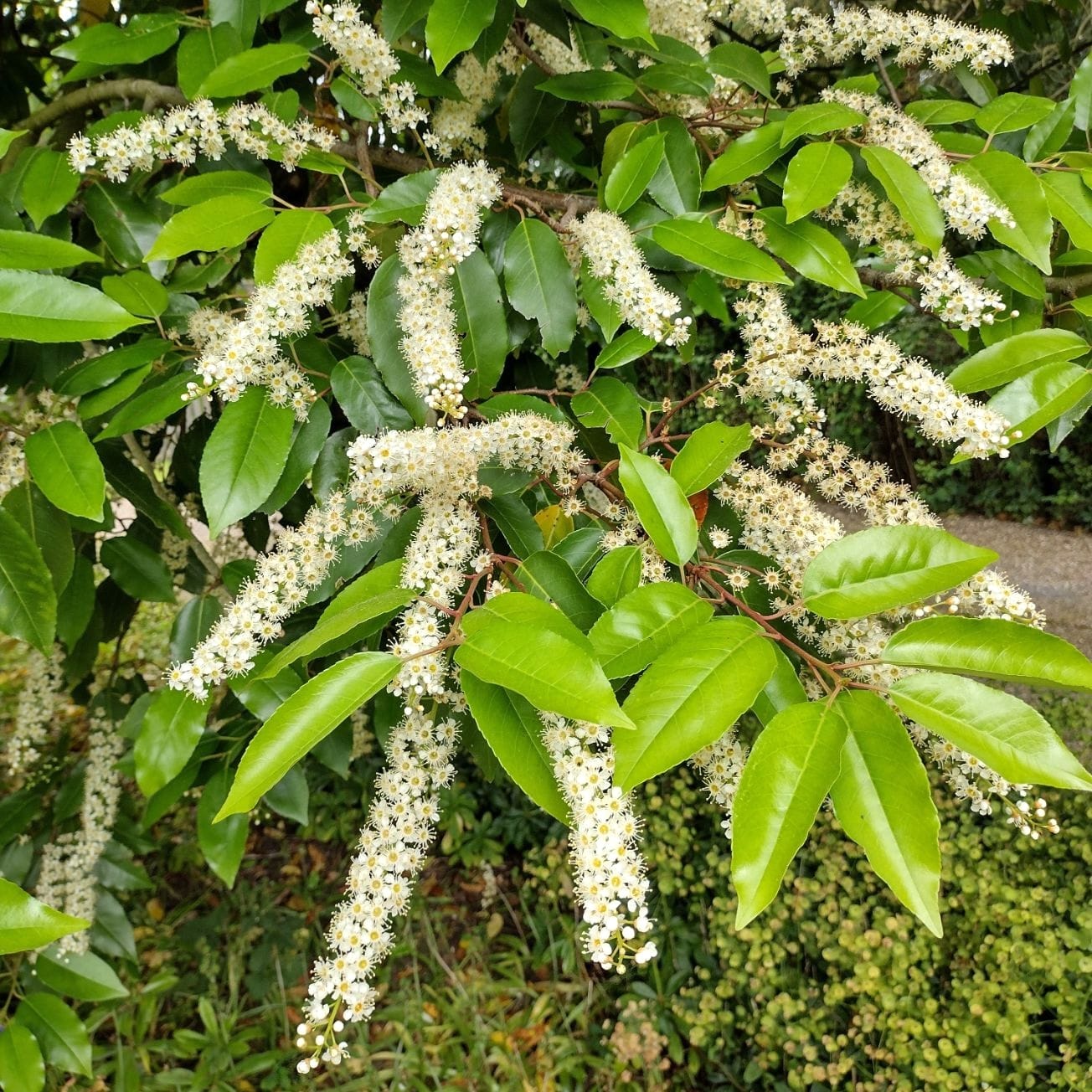 Prunus lusitanica 'Angustifolia' (evergreen) – Secret Garden Plant Shop