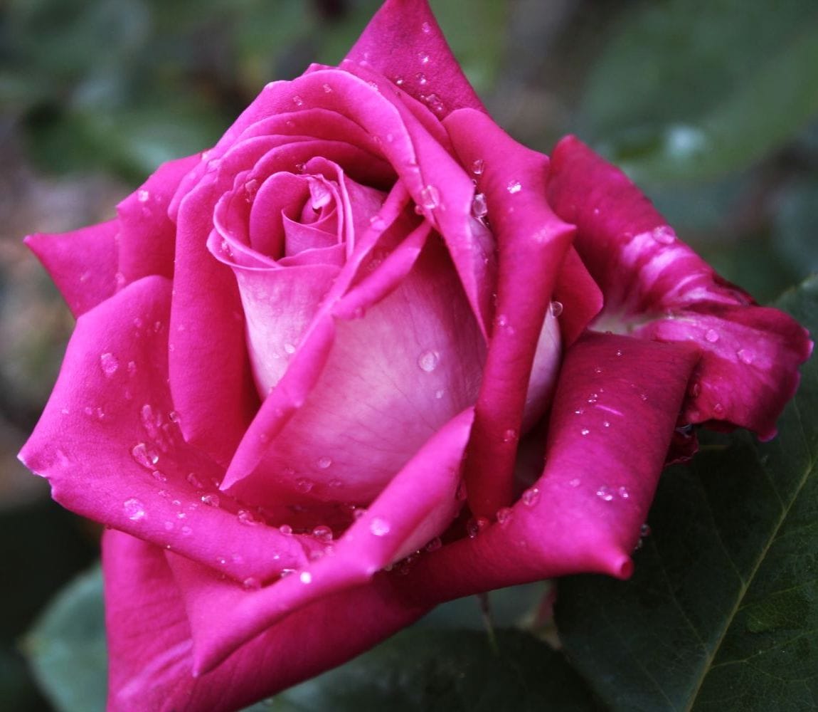 Rosa ‘Acapella’® - Trandafir teahibrid, puternic parfumat (Parfum de N ...