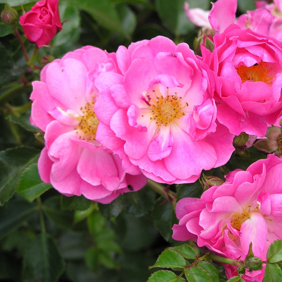 Rosa 'Magic Meidiland'® - Trandafir floribunda, flori parfumate ...