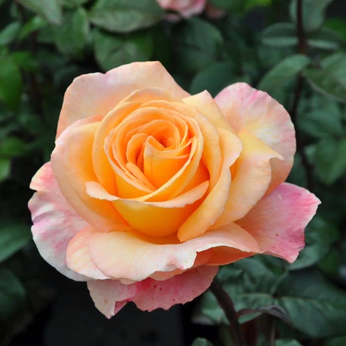 Rosa 'Scented Memory'® - Trandafir teahibrid, puternic parfumat (Parfu ...