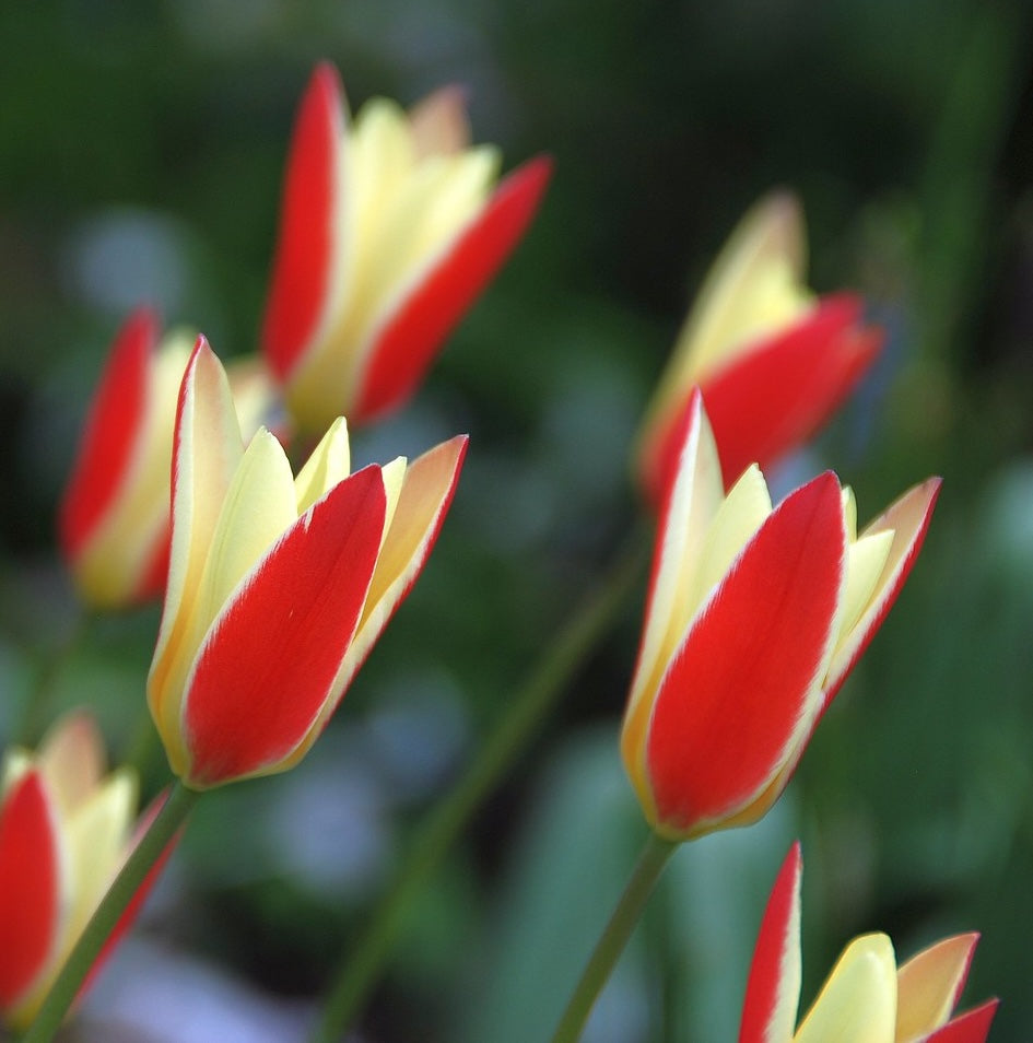 Tulipany cebulowe o dwukolorowych kwiatach w doniczce (Tulipa Taco ...