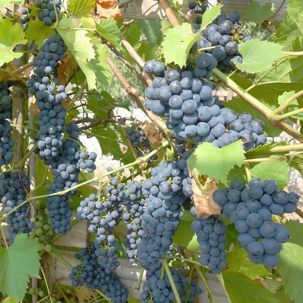 Vita de vie altoita - Vitis vinifera 'Mika' – Secret Garden Plant Shop