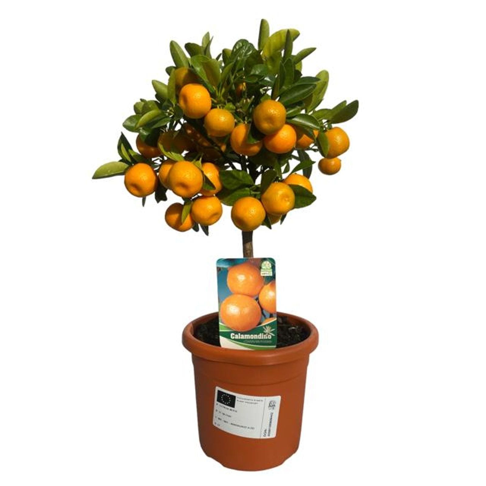 Citrus microcarpa - Calamondin (Calamasi) pe picior H45 cm – Secret ...