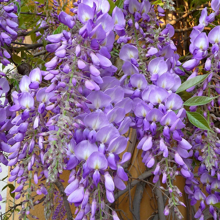 Glicina mov - Wisteria sinensis (flori parfumate) – Floraria Secret Garden (SG)
