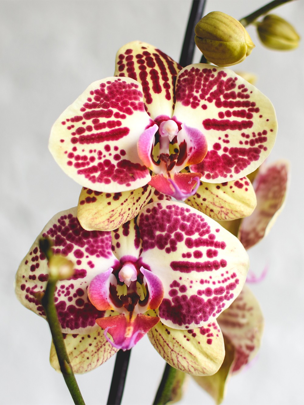Phalaenopsis Mariola – Secret Garden Plant Shop