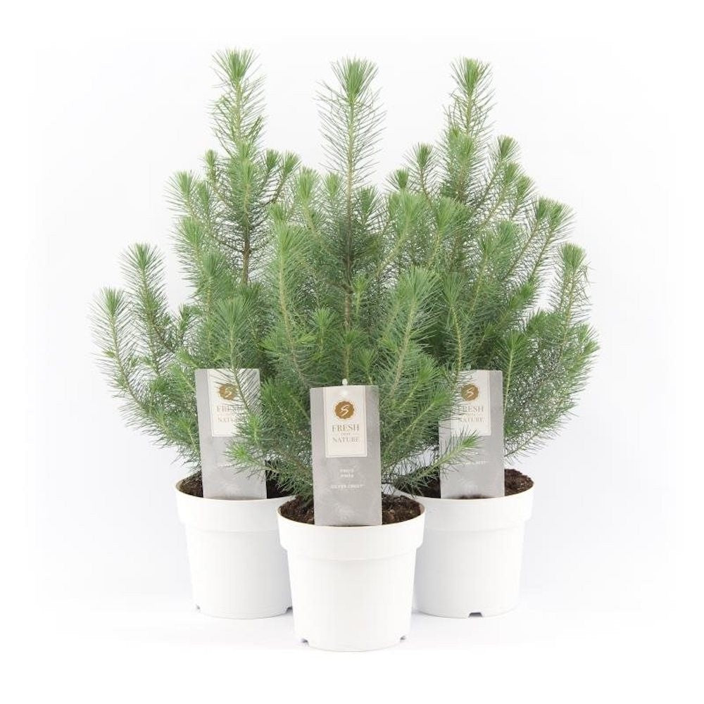 Pinus ‘Silver Crest’ – decorative conifer with elegant silvery shades ...
