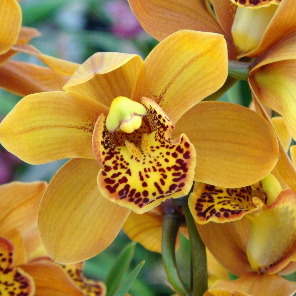 Orange Cymbidium orchids Enzan Forest 'Majolica' for sale at a special ...