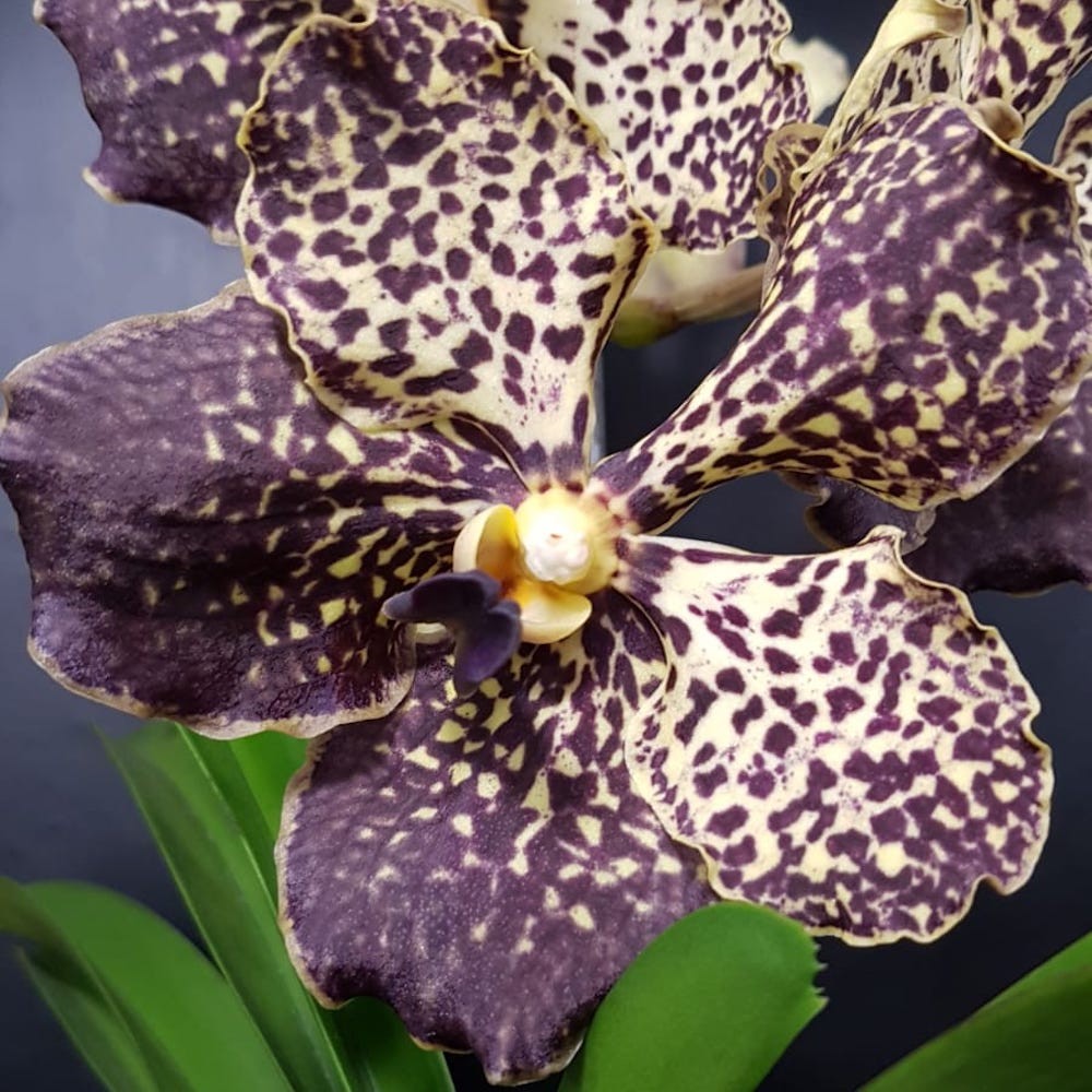 Vanda Mocha Red Spot – Secret Garden Plant Shop