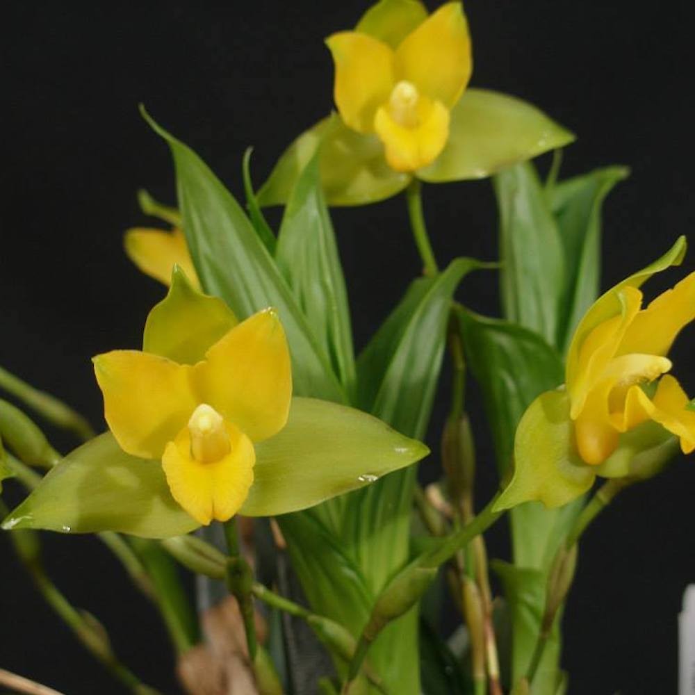 Orchid Lycaste aromatica x cruenta