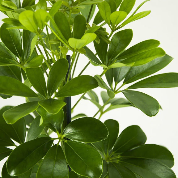 Schefflera Arboricola Nora - Deštníkový strom