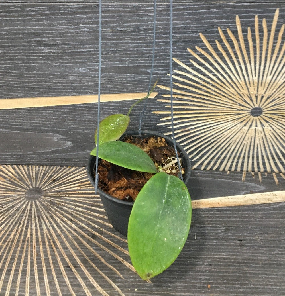 Hoya mindorensis PG-12 - parfumata