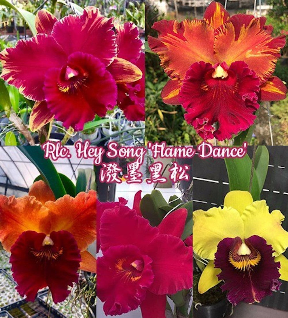 Rlc. Hey Song 'Flame dance' – Floraria Secret Garden (SG)