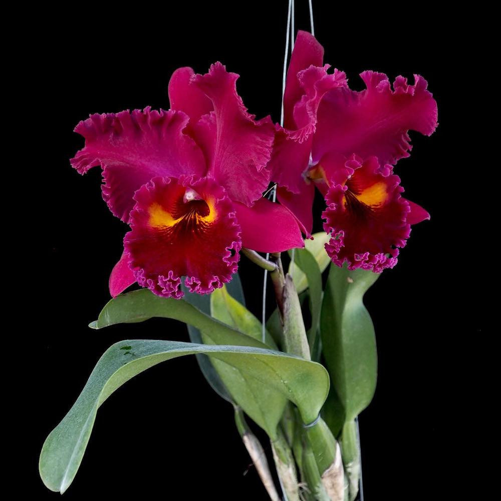 Rlc. Sanyung Ruby 'Dawang' - parfumata – Secret Garden Plant Shop