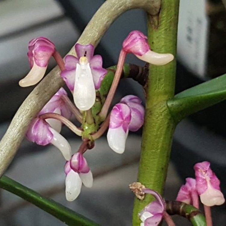 Micropera utriculosa – Floraria Secret Garden (SG)